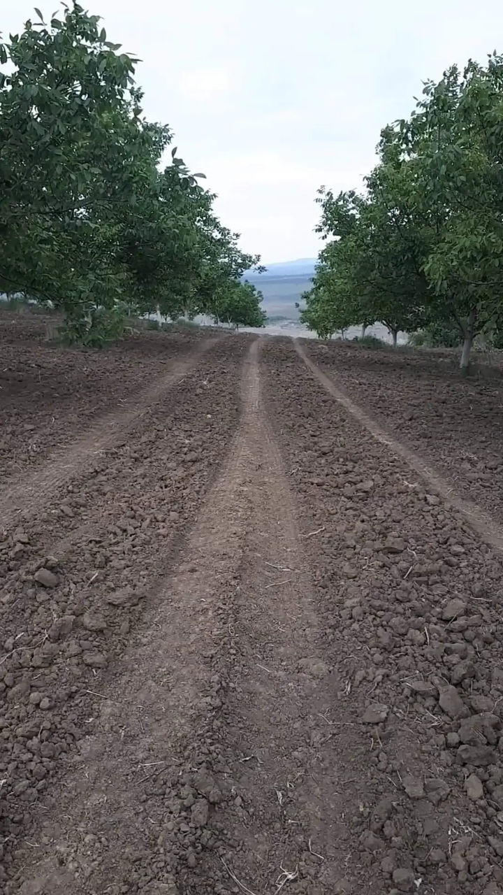 Livada de nuci altoiti