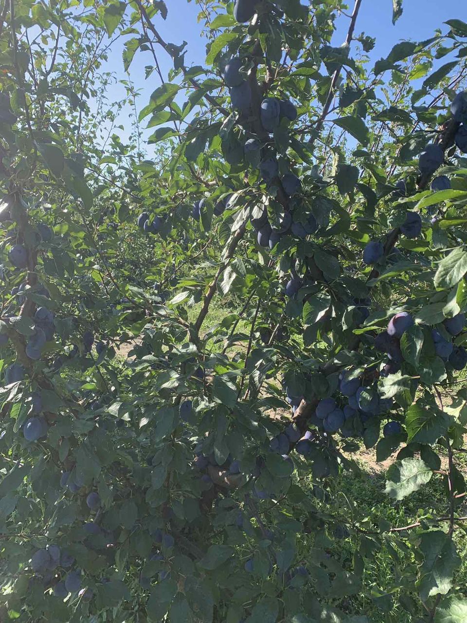 Prune Stanley la prelucrare