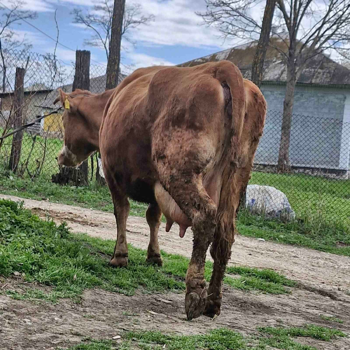 Vand vaca fatata de 3 zile