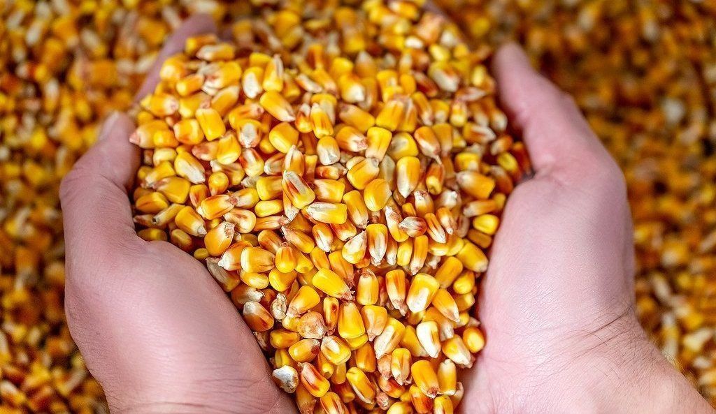 Cumpar-1 tona de Porumb (graunte) cu-4 lei/kg (Livrate la Orhei)