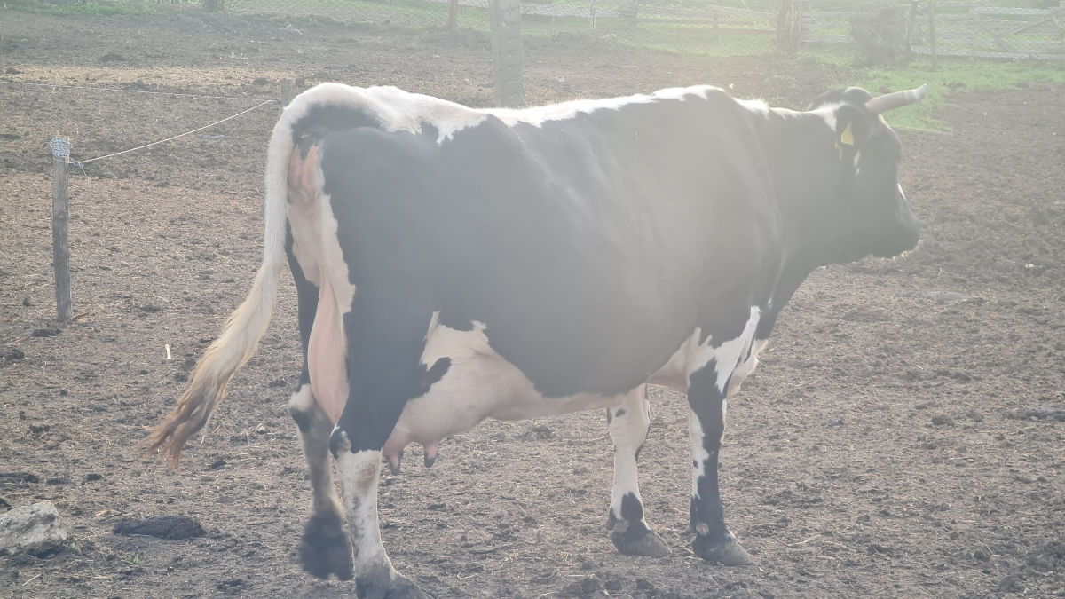 Vindem 20 vaci bune de lapte!