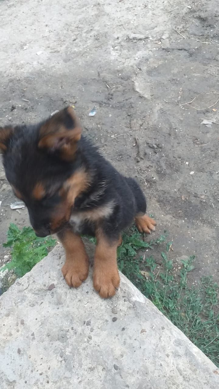 Vîind cîine . Aficiarcă italiană