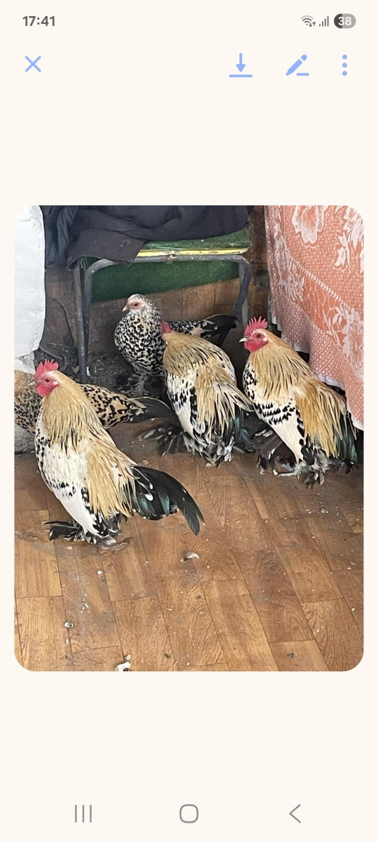 Se vind perechi mii de flori.