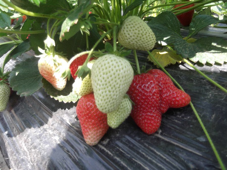 Stoloni de capsuni soiul alba