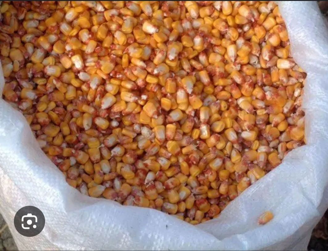 Vînd porumb 4 lei/kg cu livrare.