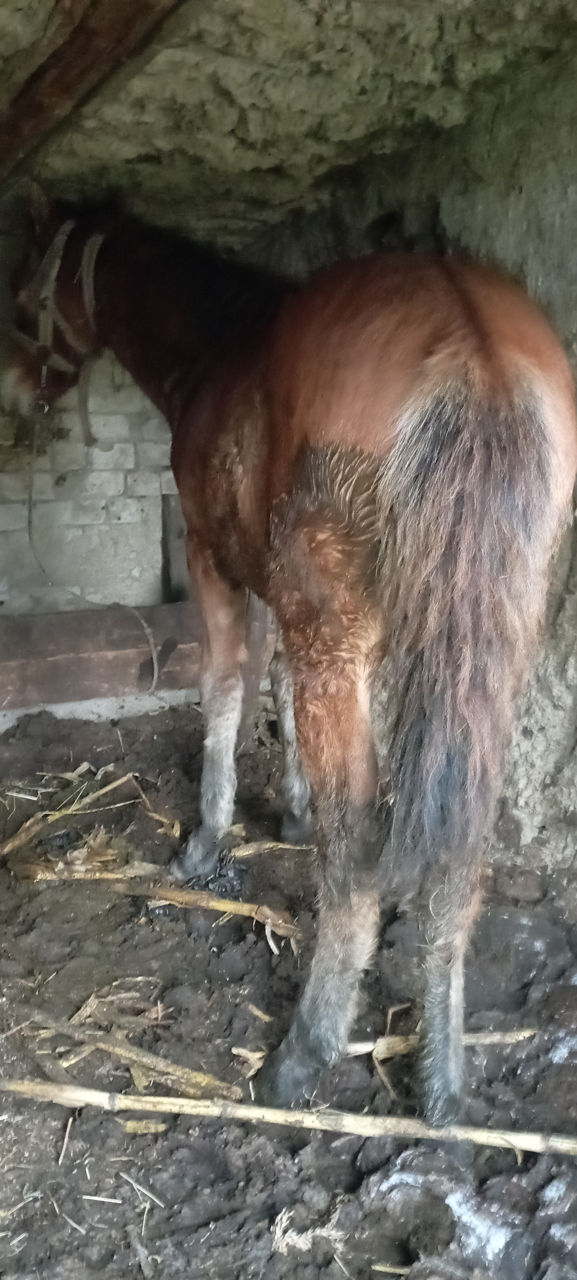 Vînd mînză din cai mari are vîrsta de 8luni