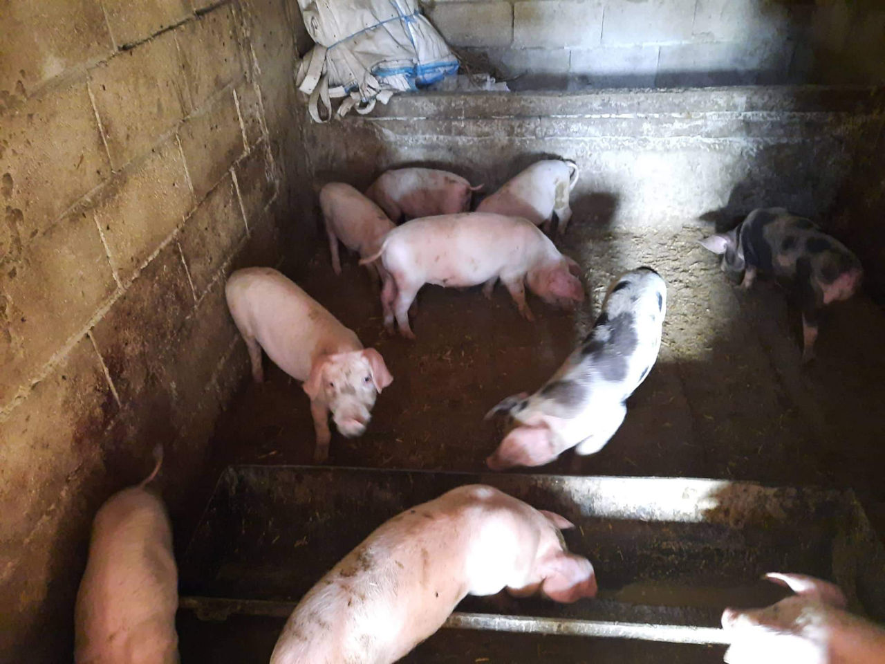 Porci pentru tăiat și mici