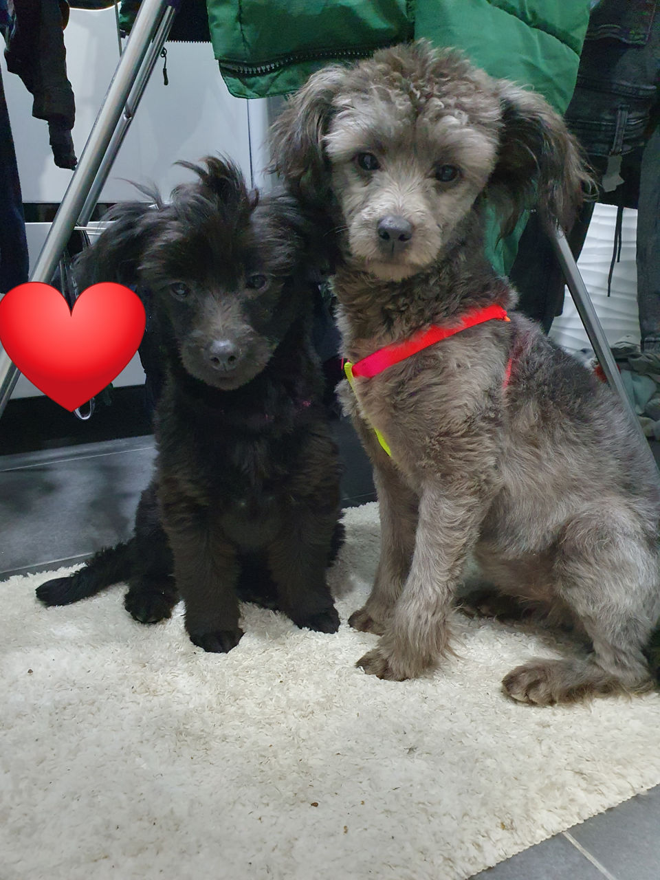 Fetite de rasa Pudel Pitic