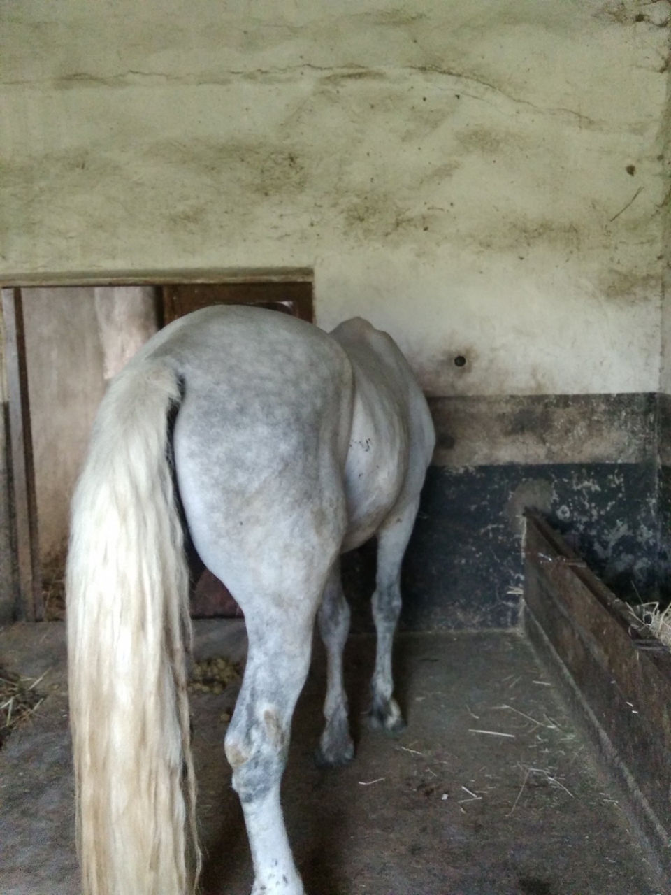 Arlovskii risac..rasa pura. Urgent