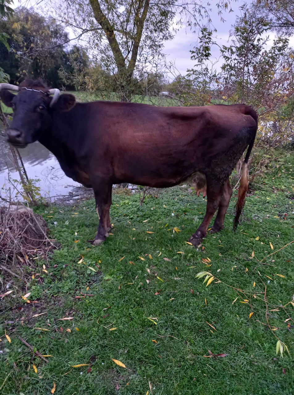 Vând vacă mulgatoare