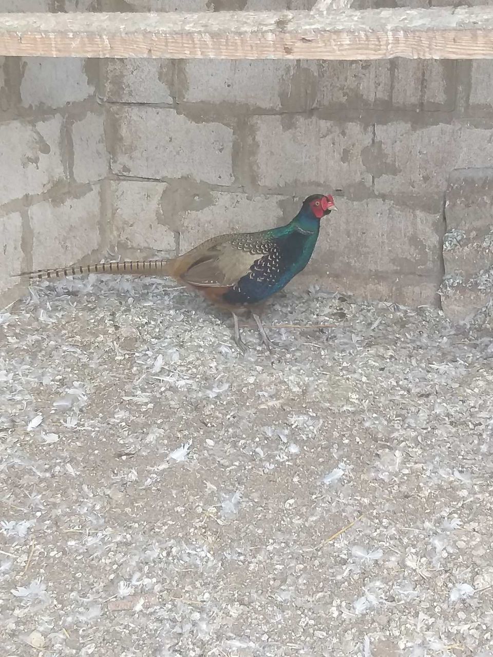 Cumpar pasari si animale exotice, pentru minizoo. Fazani (diferite specii), gaini (Diferite specii)