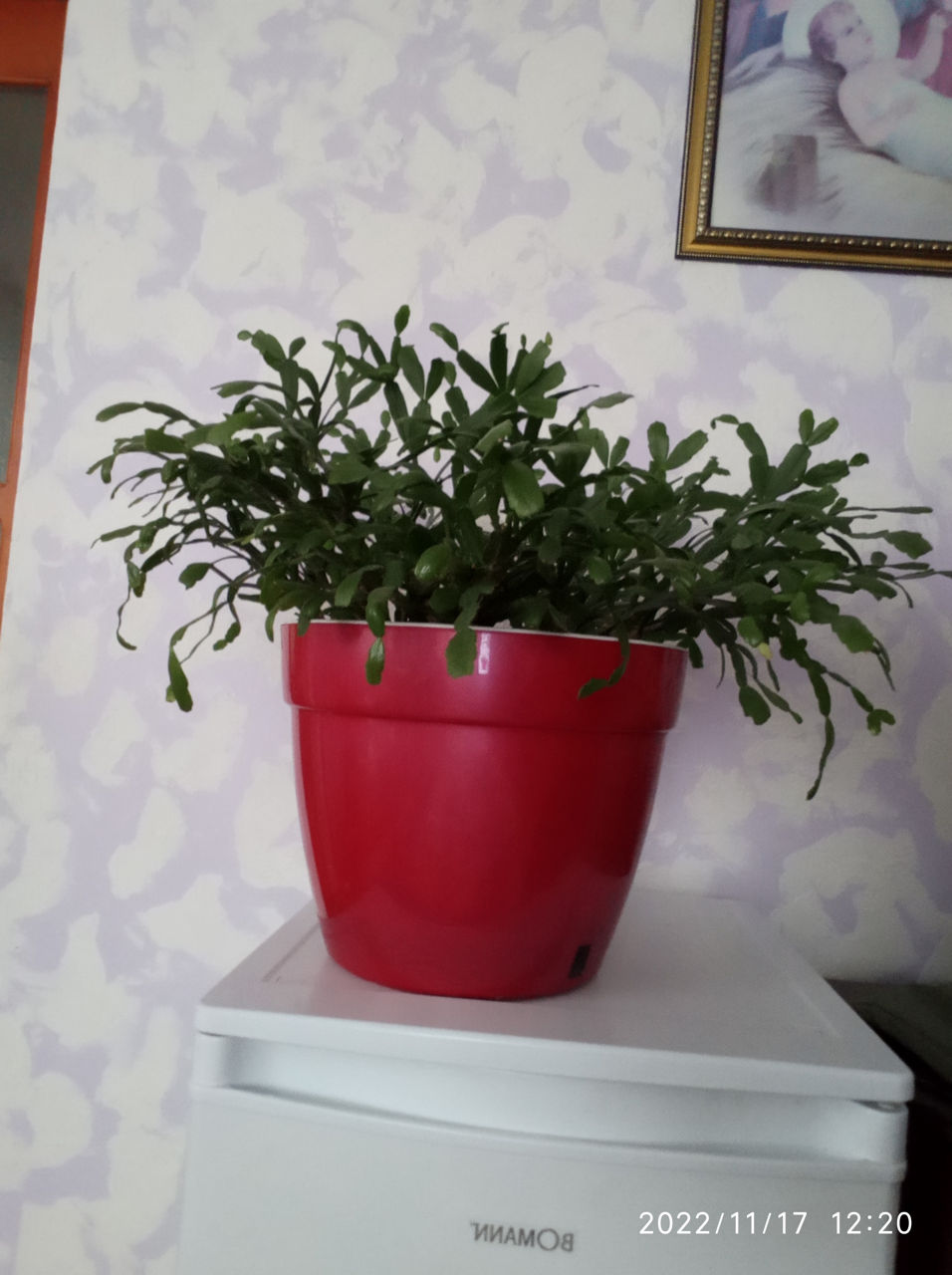 Floare de camera DEKABRIST