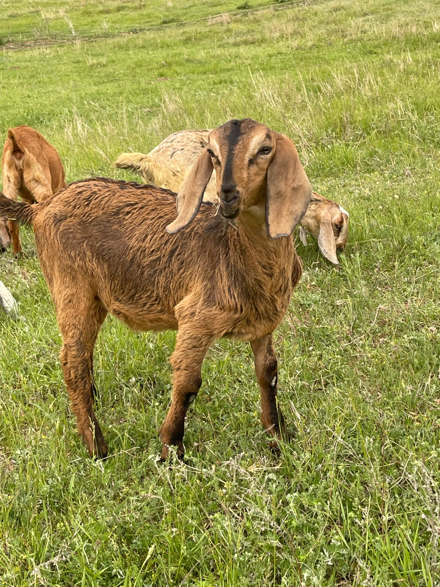 vind capre țapișori