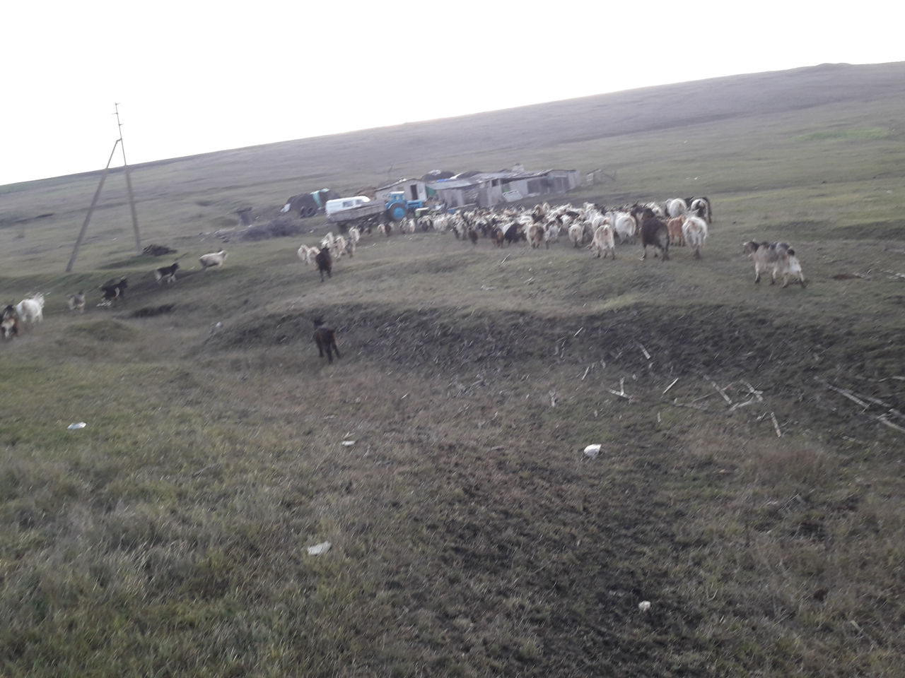 Capre bune de lapte dea fata