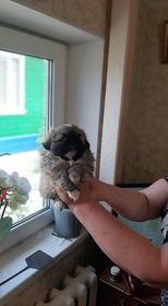 Ши-тцу incrucisat cu pikinez