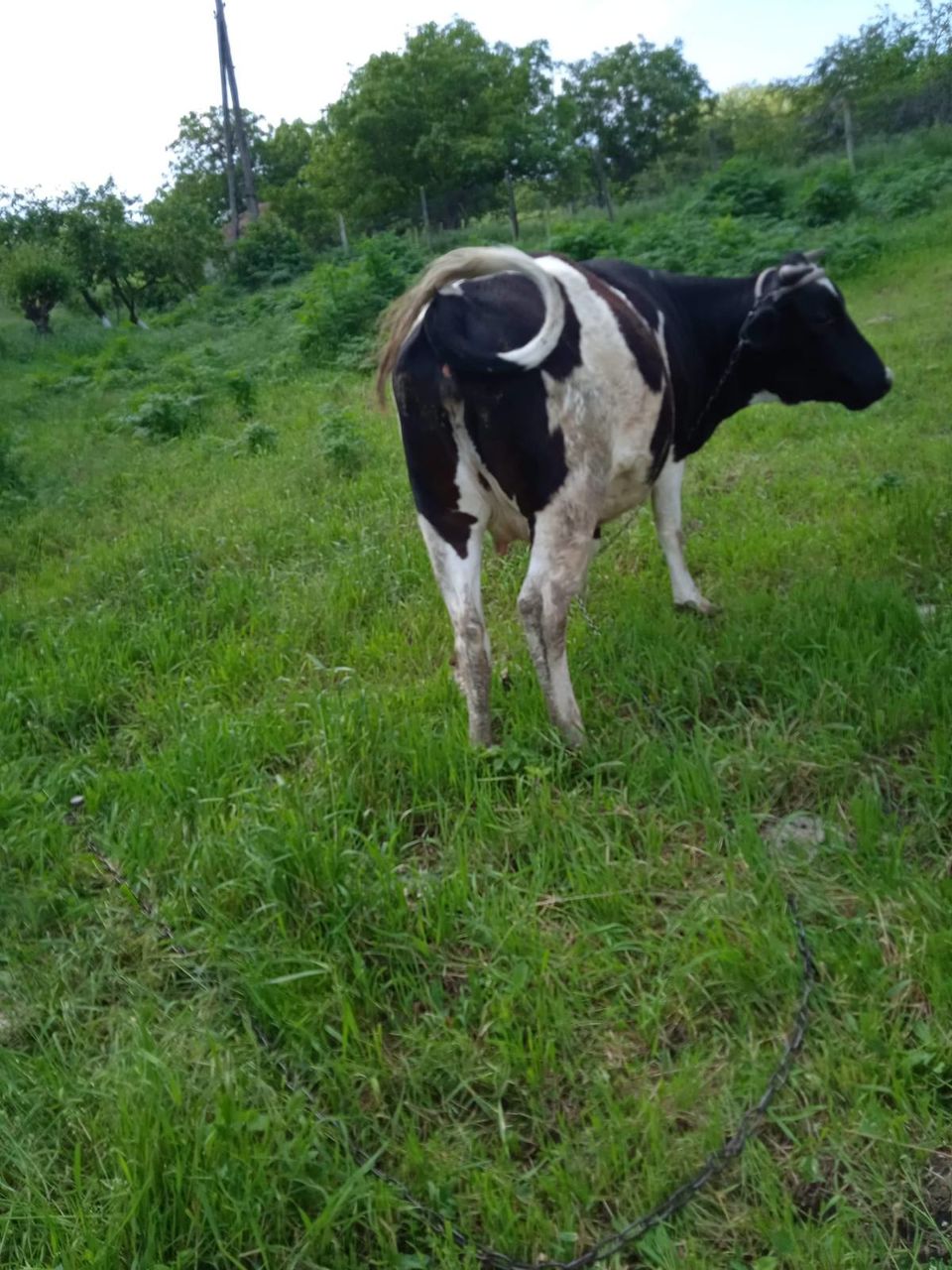 Se vinde vaca care este de a făta!