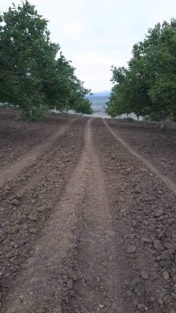 Livada de nuci