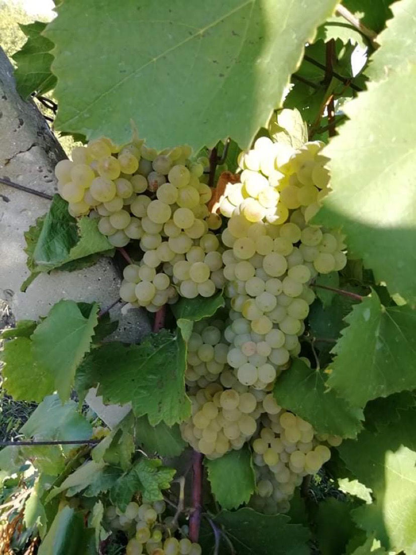 Vind poama pentru vin