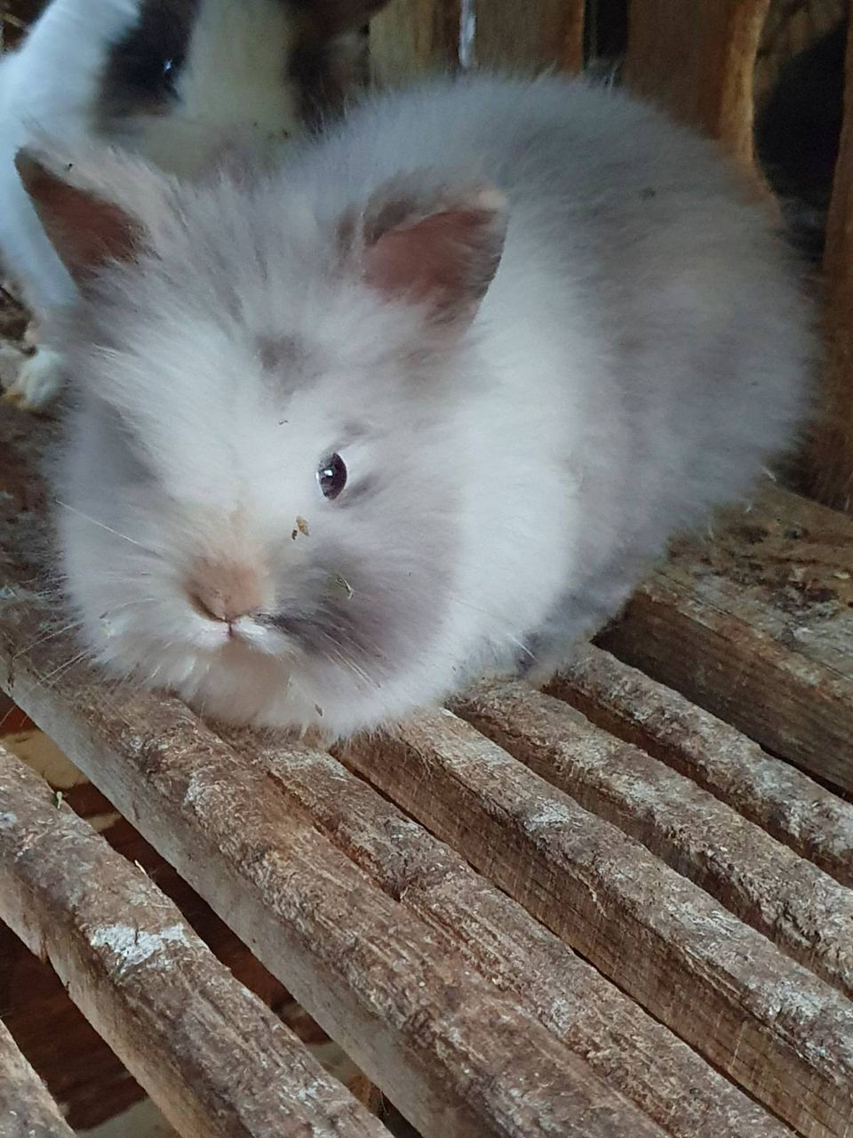 Iepurasi Frantezi de rasa