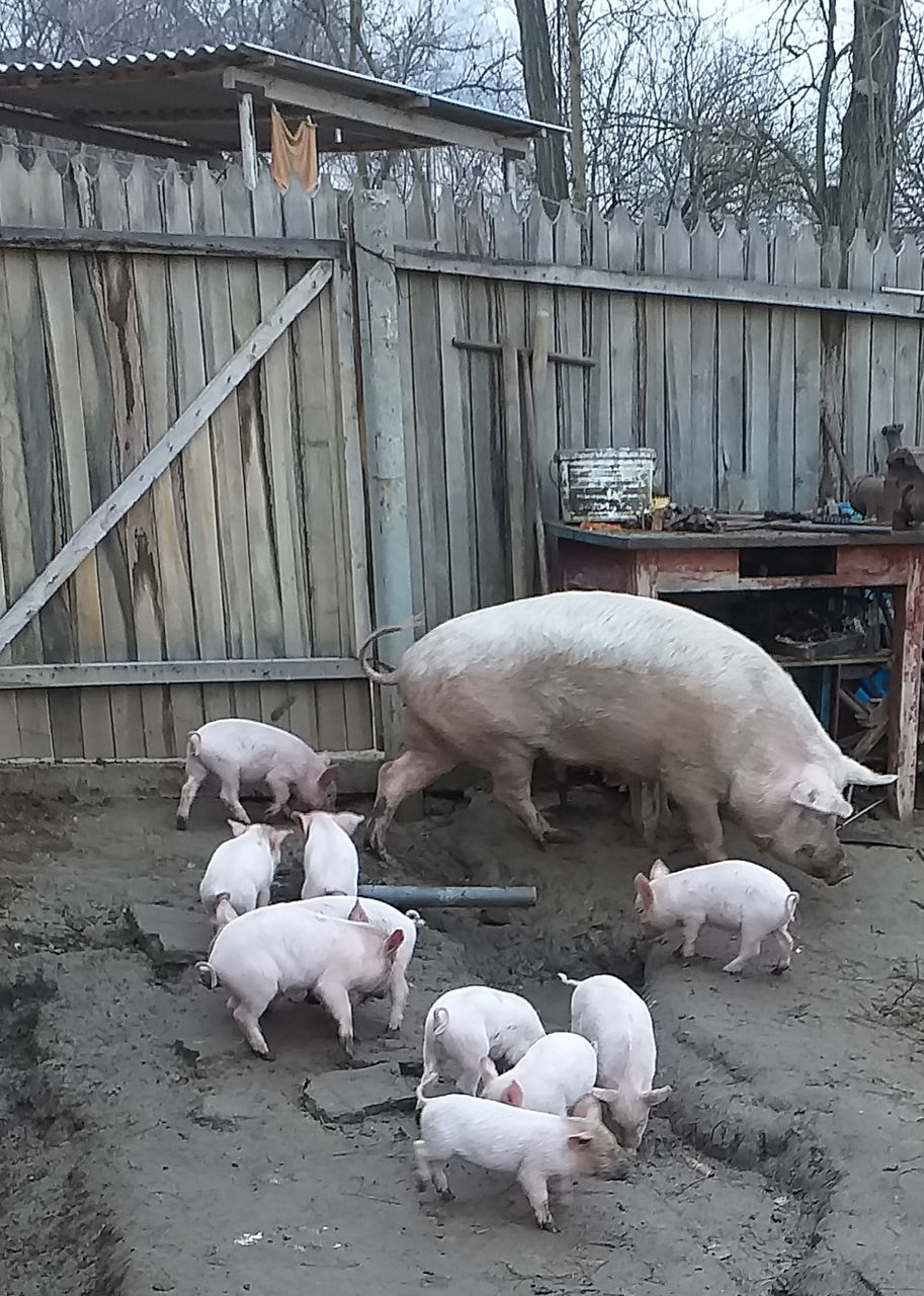 Vind purcea tot cu purcei