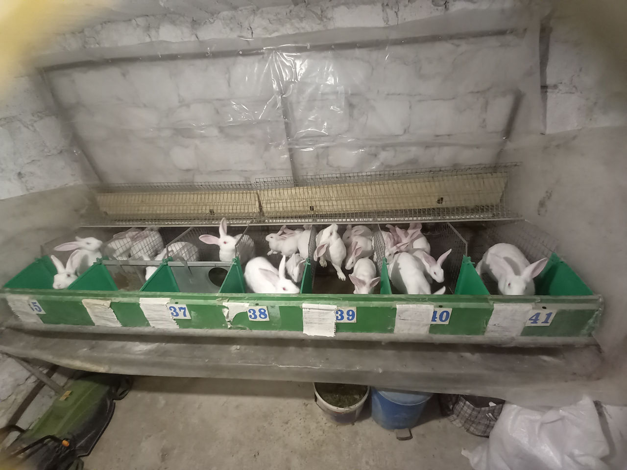 Iepurasi de vânzare rasă panon este o rasa ce creste foarte repede la 3 ...