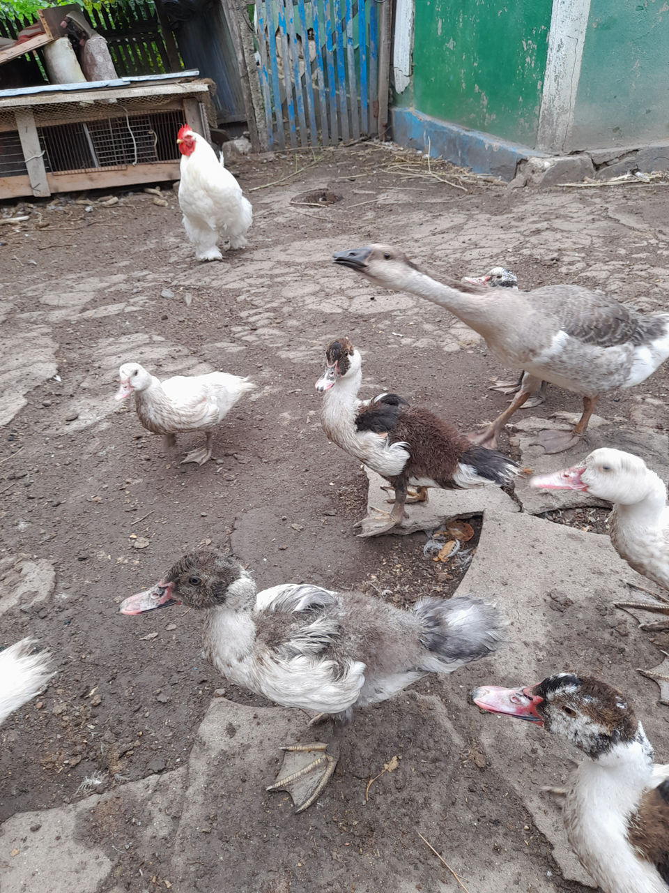 Mute de două luni, sunt 11 rățuște.