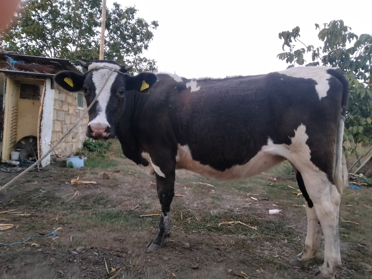 Se vinde vițică de a fata