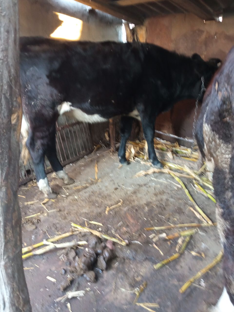 Vind junca de un an si jumate de a fata din sort bun de vaca