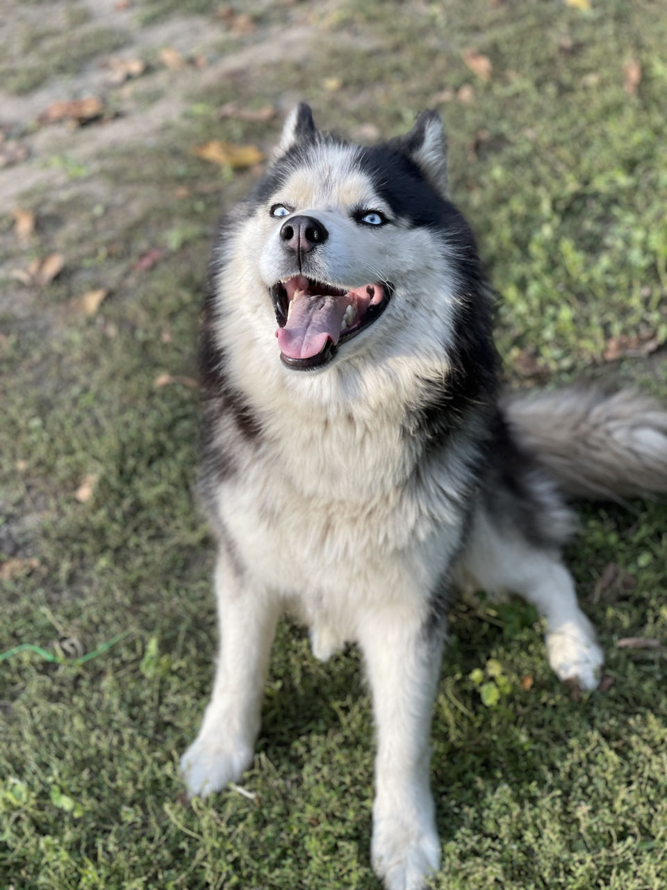 Husky mascul la imperechere