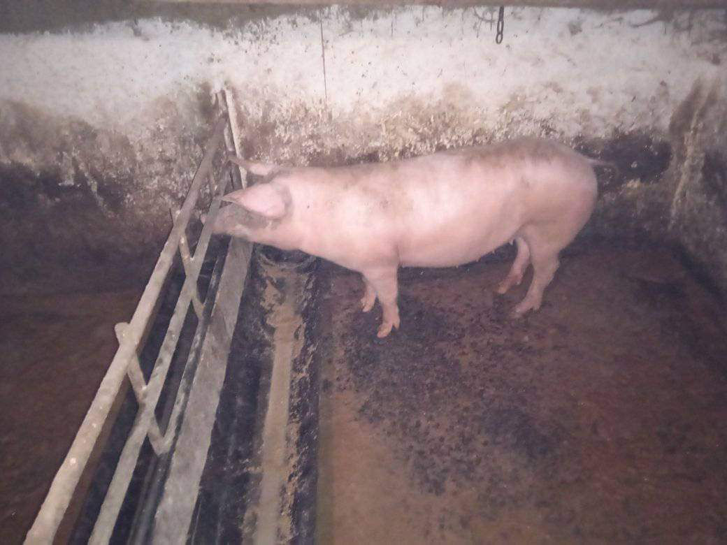 Vindem porci de tăiat și de a făta