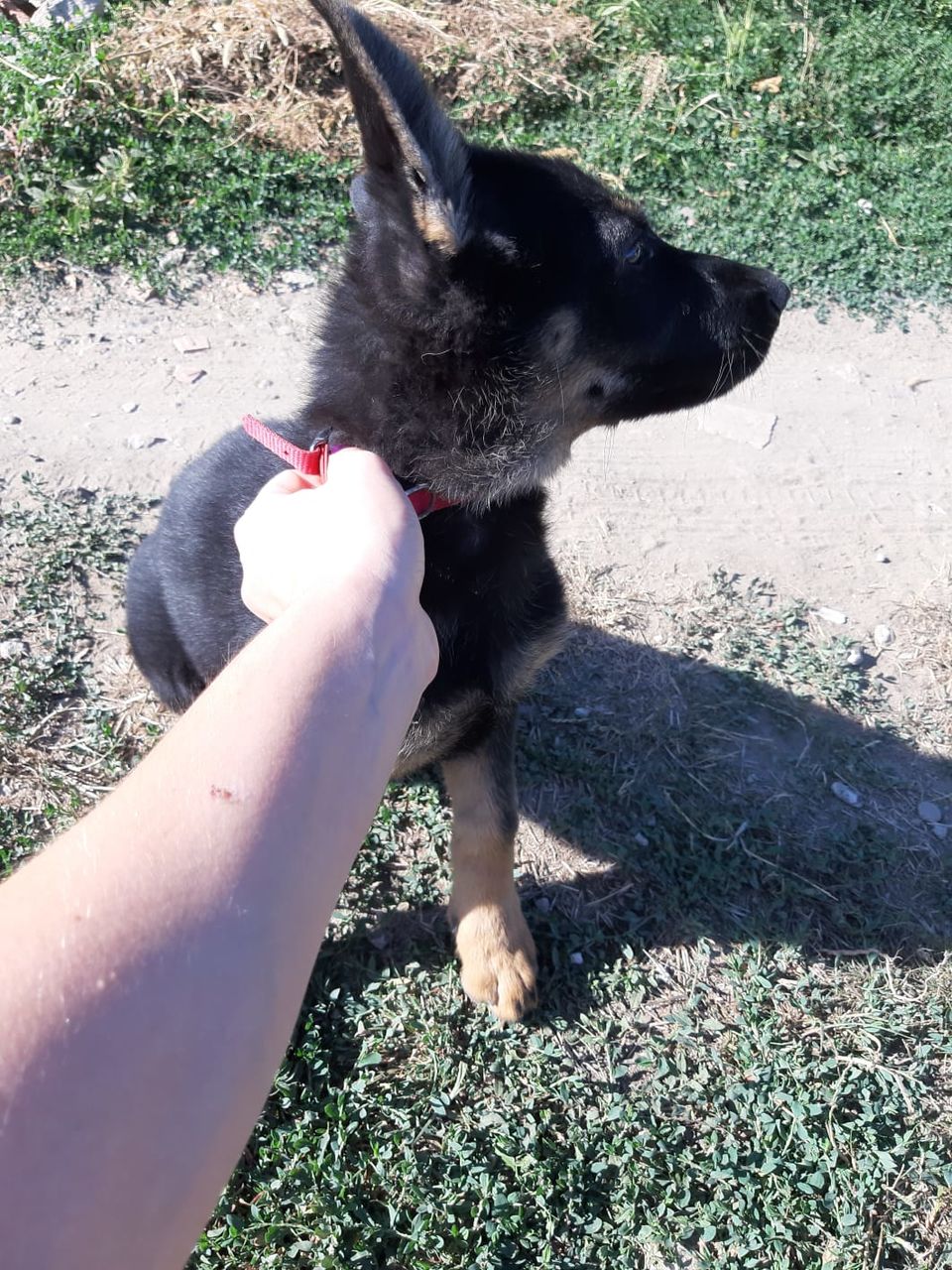 vind catei de rasa ciobanesc mia ramas 1 fetita