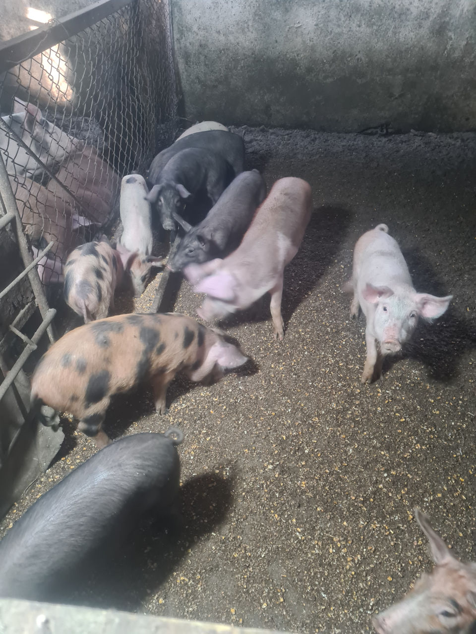 Vind purcei de 13 /14 kg