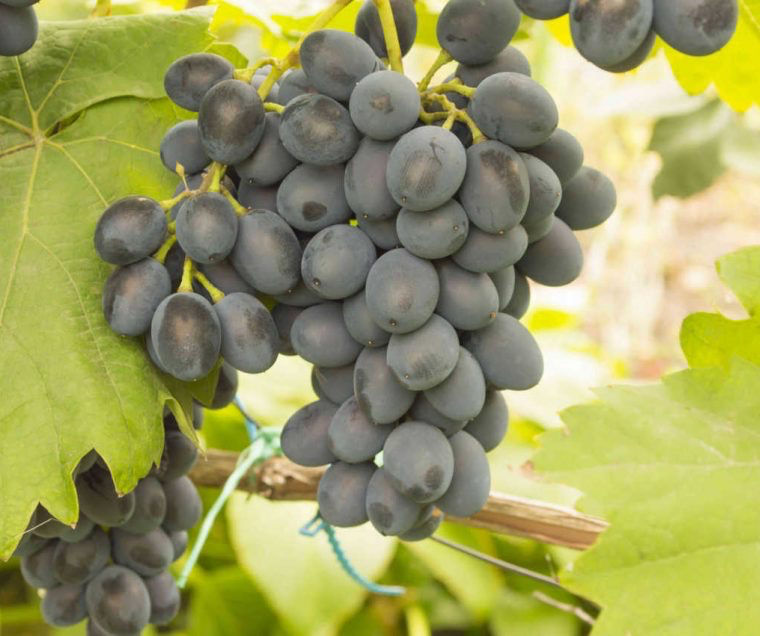 Vind struguri Moldova in lazi, pret 8 lei