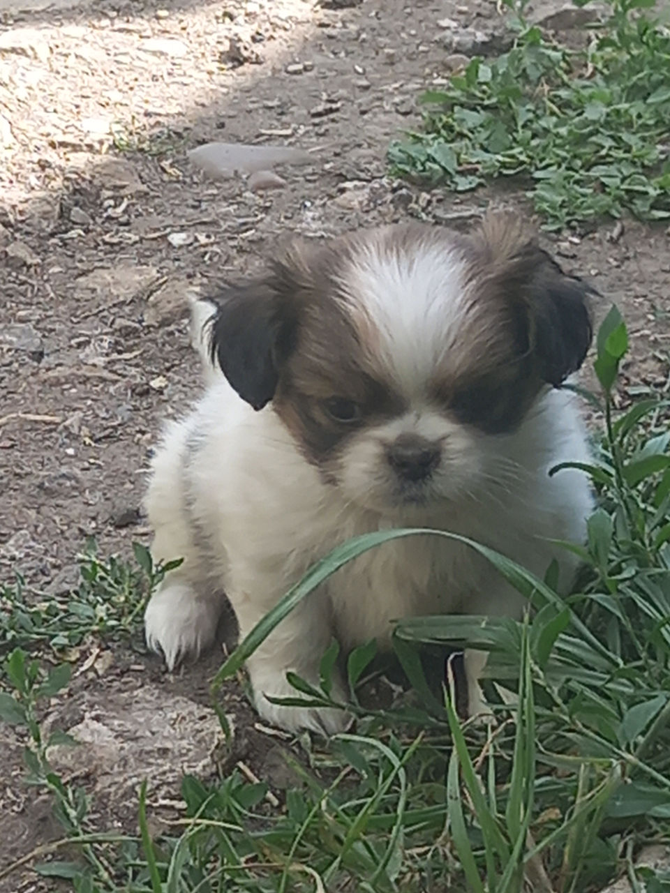 Vând căței de pechinez