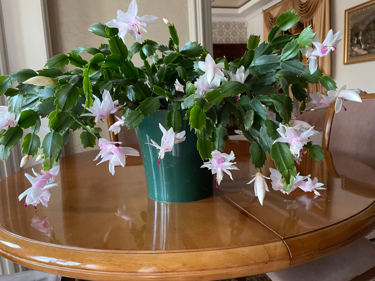 vind flori de camera, craciunei in floare acuma