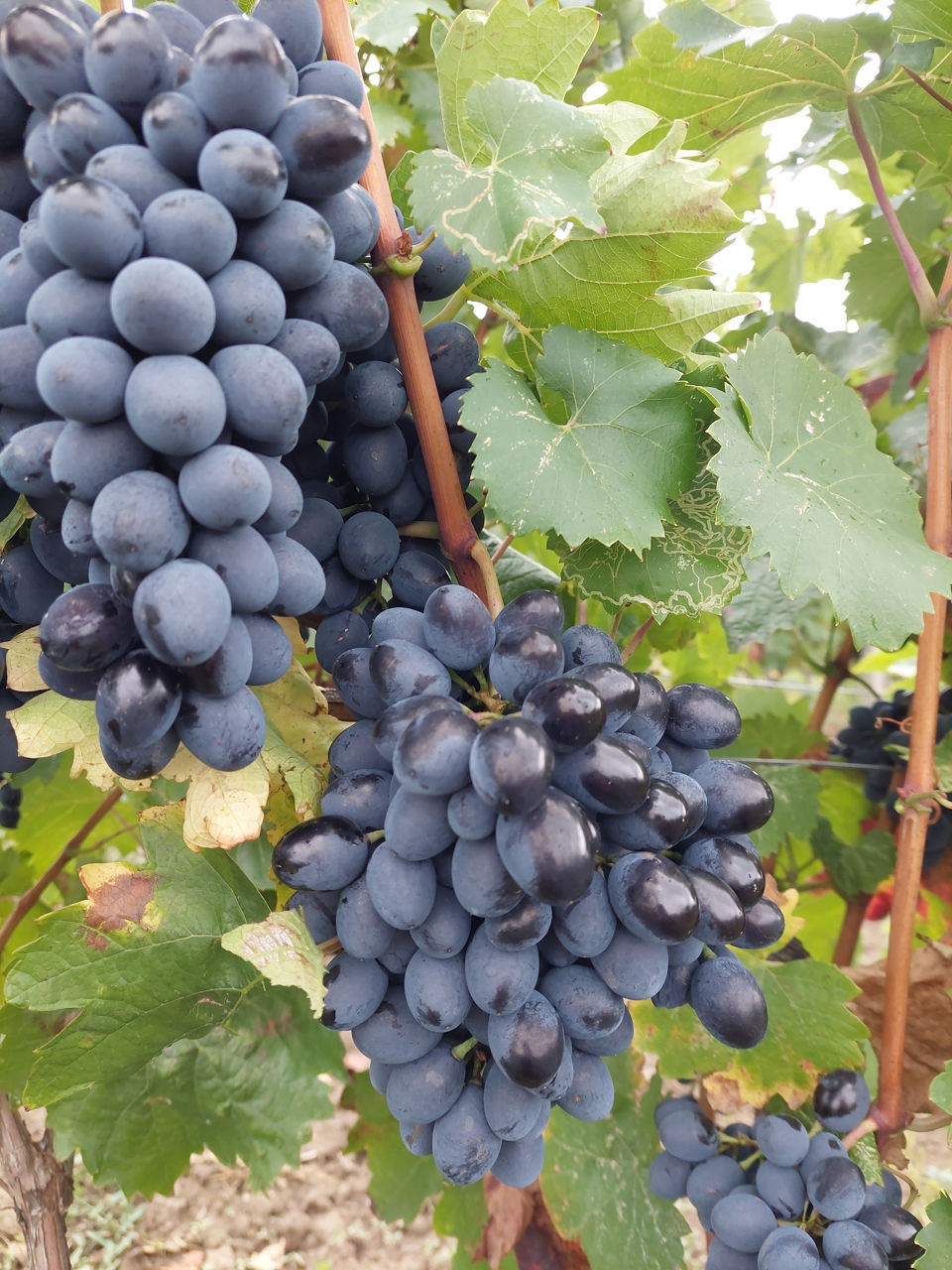 Vând struguri pentru vin, soi Moldova