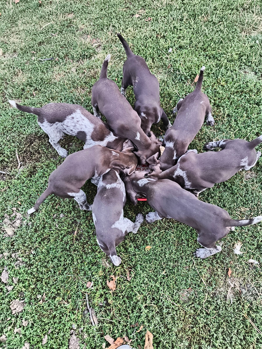 Căței de la părinți lucratori