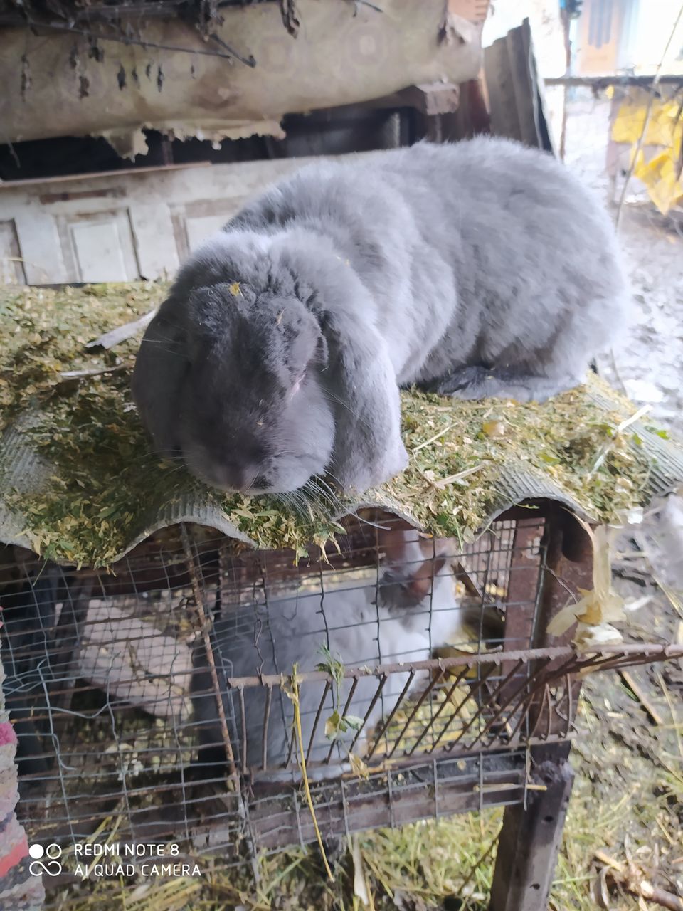 Vind iepuroaica berbec german de afata