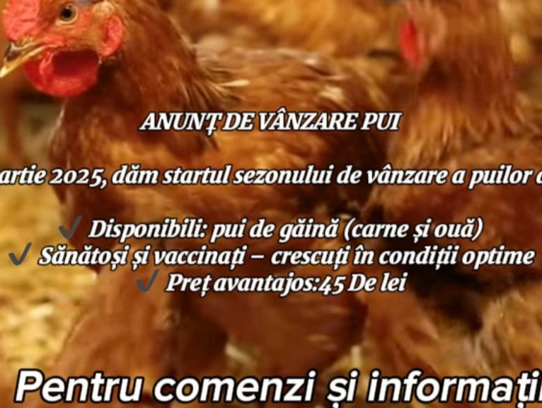 Puii Francez 100 💯