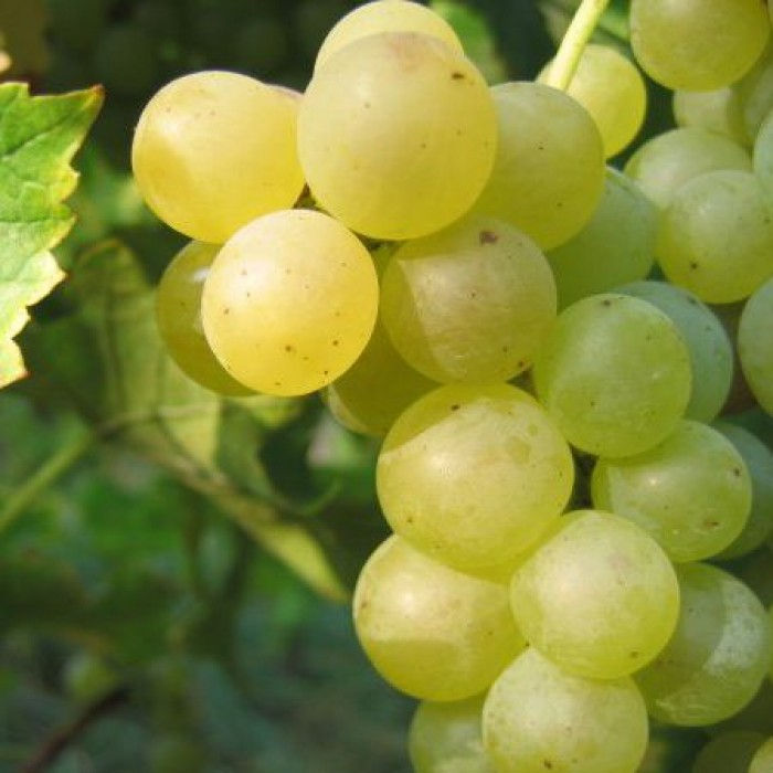 Poamă Muscat Ottonel