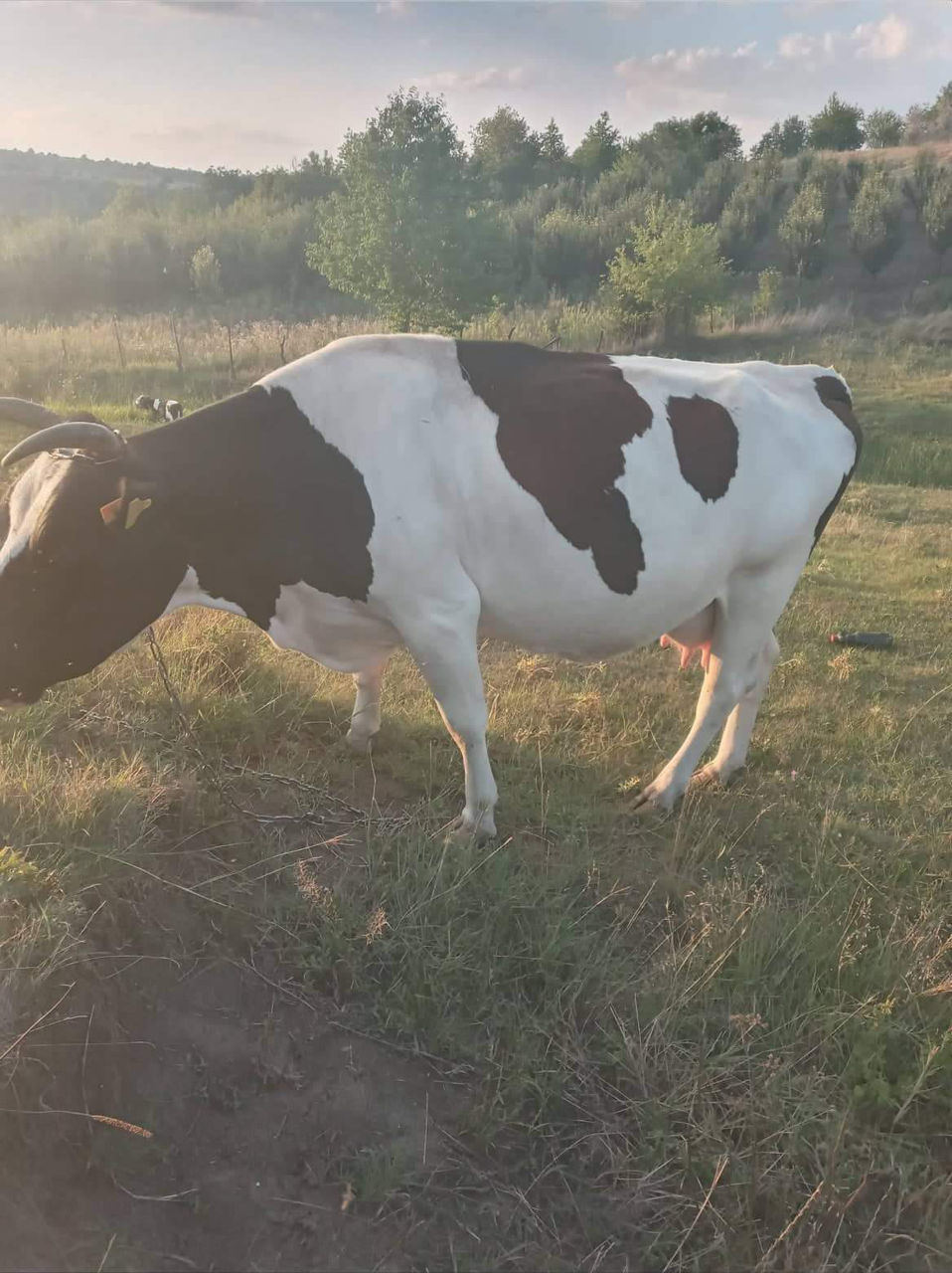 Vind vaca buna de lapte deafata,vitica+vitel gemeni daca sunteti cointeresat puteti suna 078559318