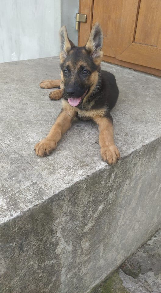 Câine Ciobănesc german Немецкая овчарка