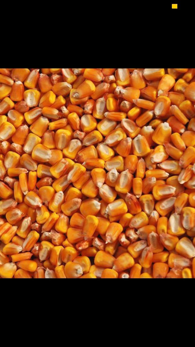 Vindem graunte 5lei kg Griu 4 lei