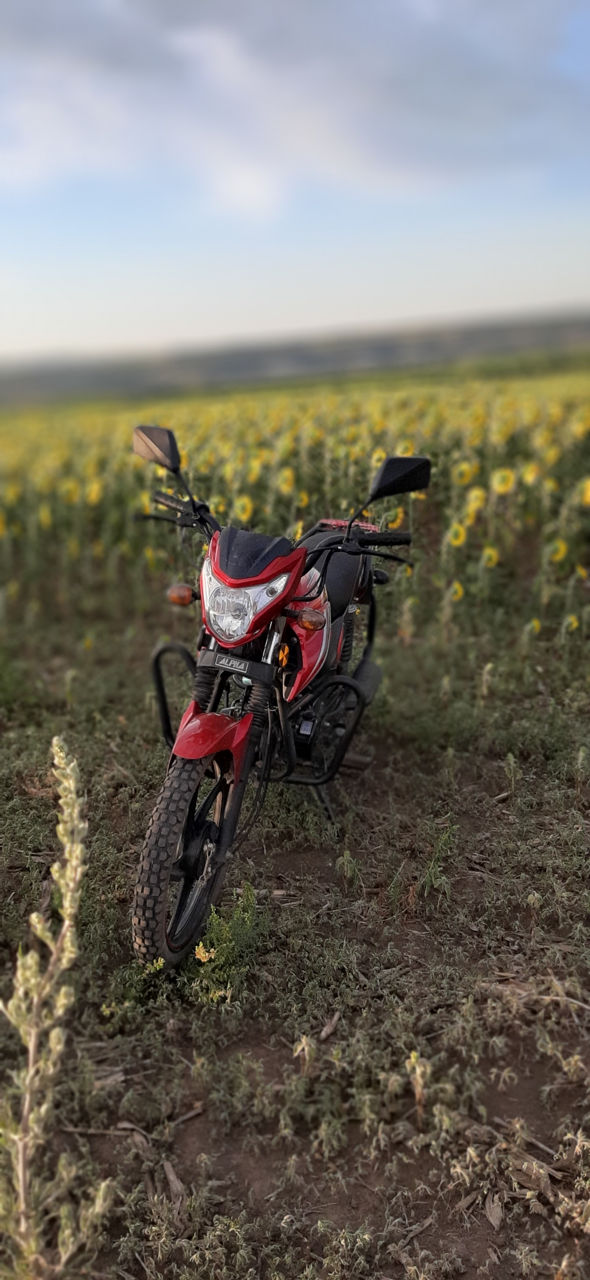 Alpha Moto