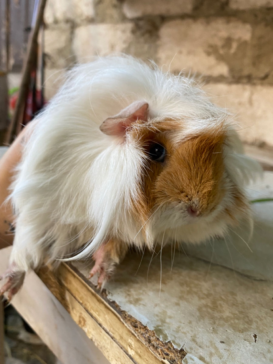 Porcușor de guineea