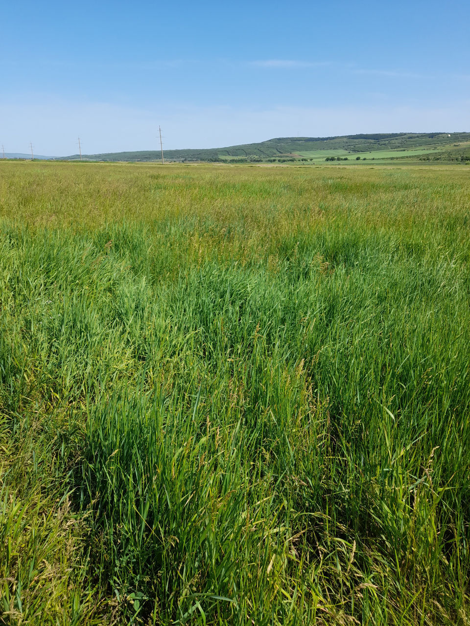 Baloti și tucuri de fin