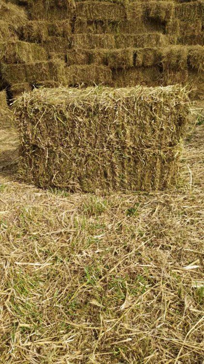 Vind baloti de lucerna