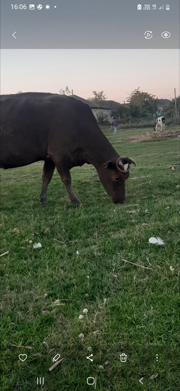 se vinde vaca bună de lapte , trebuie sa fete pe 12 decembrie!