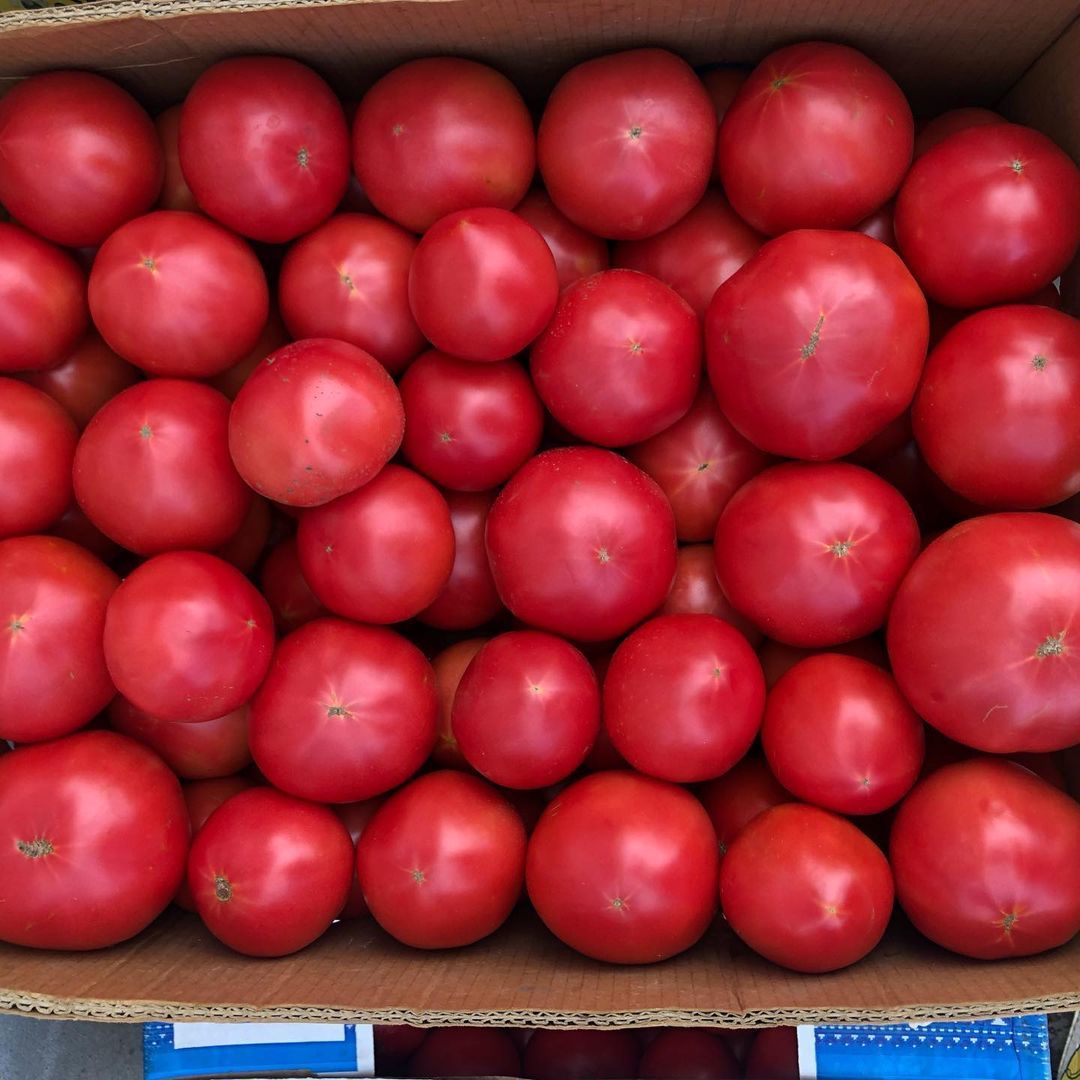 Мануса RZ F1 ( Manusa F1 ) семена розовых томатов Riijk Zwaan. Semințe ...