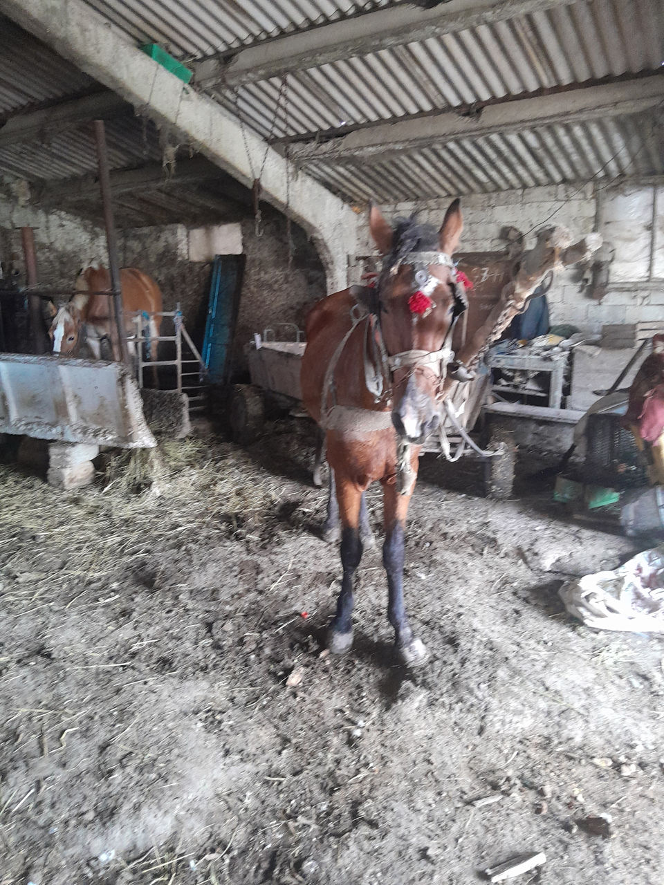 Vindem hărmăsar cuminte